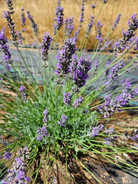 Home page – Loco Farm - Lavender of Central Oregon